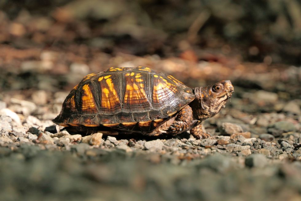 Top 5 Reasons for Slow SQL Server Queries and How to Fix Them | IDERA